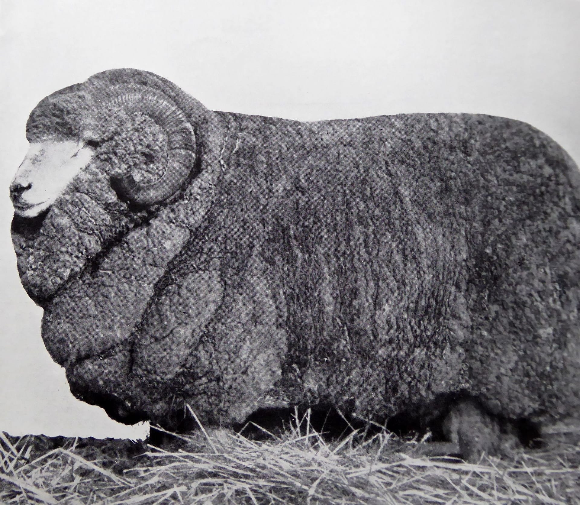 SHEEP STEALING Lost Katanning Broomehill Gnowangerup